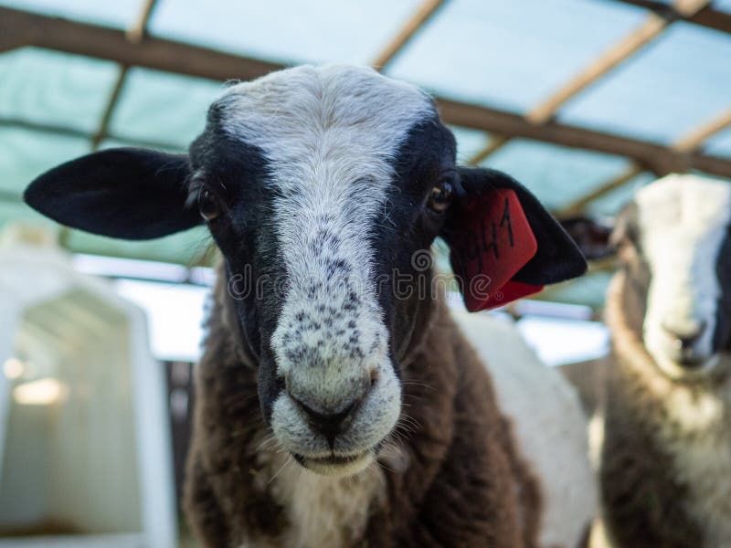 Two sheep looking forward stock photo. Image of cute - 157273234