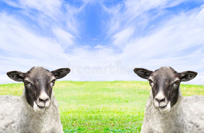 Two sheep stock photo. Image of summer, nature, landscapes - 56164406
