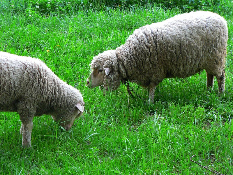 Two sheep on meadow stock image. Image of country, grazing - 59256431