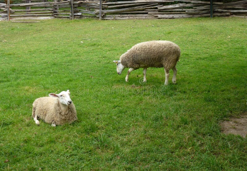 Two sheep stock photo. Image of mammal, grass, sheep - 108198240