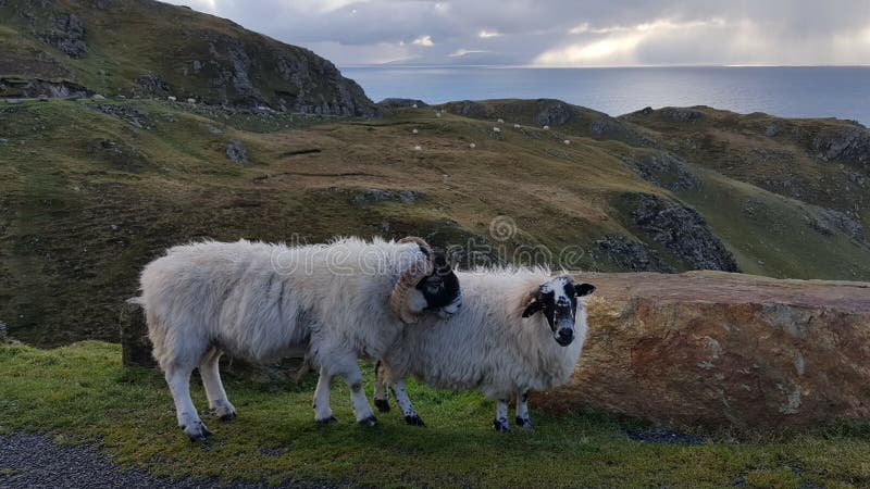 Irish Sheep stock photo. Image of sheep, leitrim, farm - 127557266