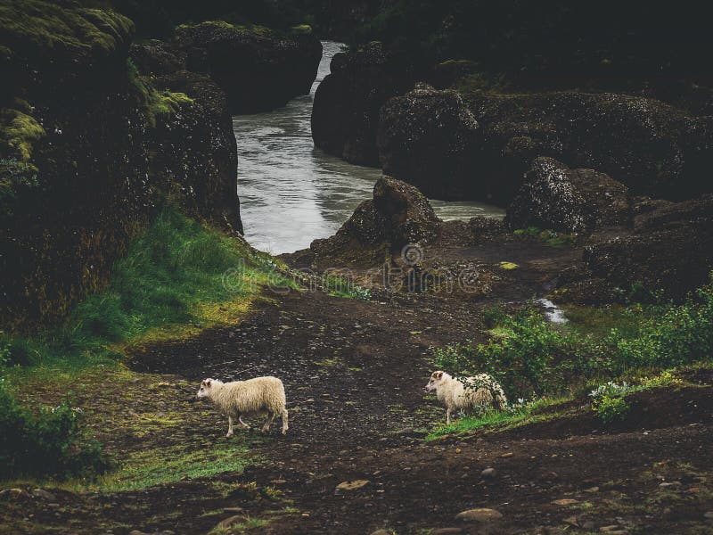 Sheep on a Moss Field in Icelandic Highlands August 2018 Stock Photo ...