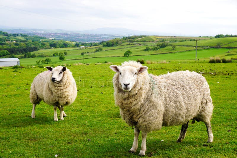 Sheep posing in a field. stock photo. Image of farm, sheep - 92973084