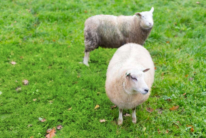 Two sheep stock image. Image of land, farm, field, sheep - 49560271