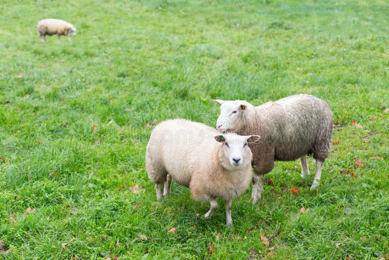 Two sheep stock image. Image of land, farm, field, sheep - 49560271