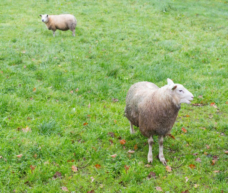 Two sheep stock image. Image of land, farm, field, sheep - 49560271