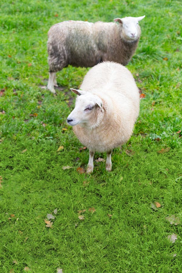 Two sheep stock photo. Image of animals, outdoors, farm - 49560282
