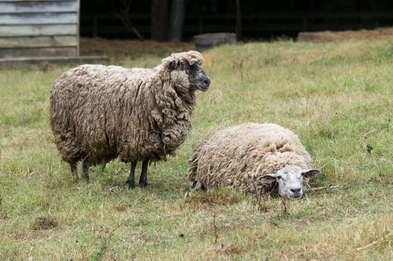 Two sheep in a pasture stock image. Image of herd, landscape - 93740615