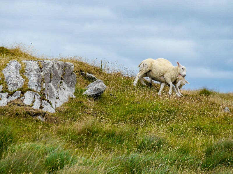 Sheep stock image. Image of gras, play, landscape, sheep - 343595217