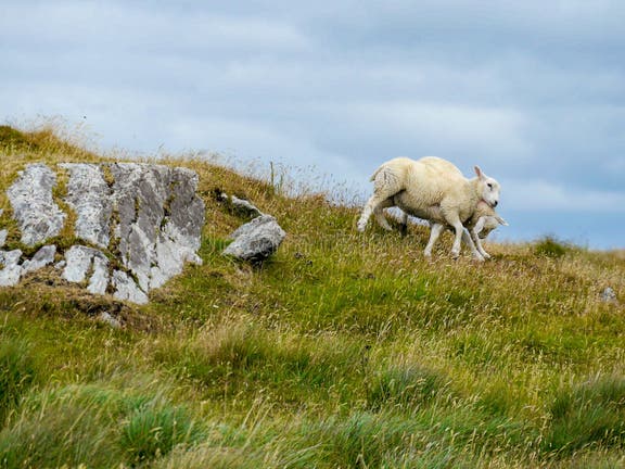 Sheep stock image. Image of gras, play, landscape, sheep - 343595217