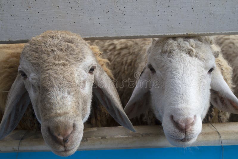 Two Sheep Raised in a Pen Wanting To Eat Grass Stock Image - Image of ...