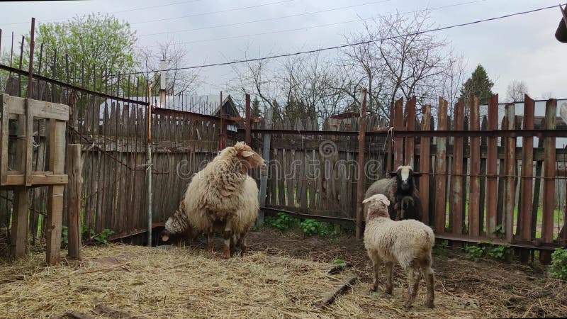 Two Sheep, a Ram and a Lamb Walk in the Barn and Get Scared, 4k Stock ...
