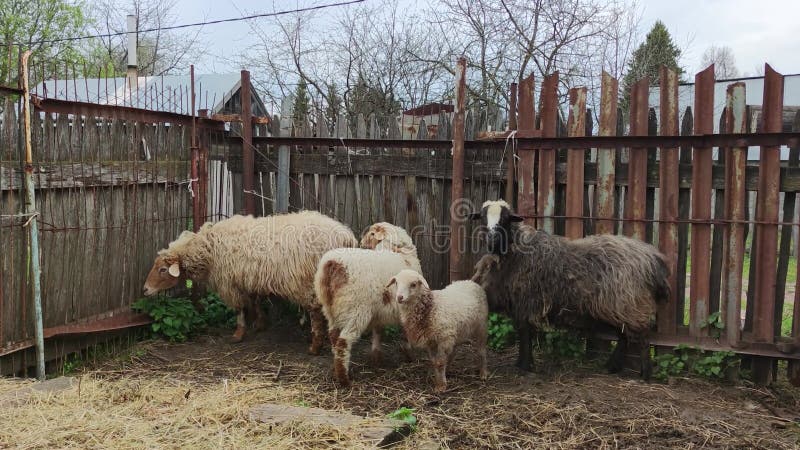 Two Sheep, a Ram and a Lamb Walk in the Barn and Get Scared, 4k Stock ...