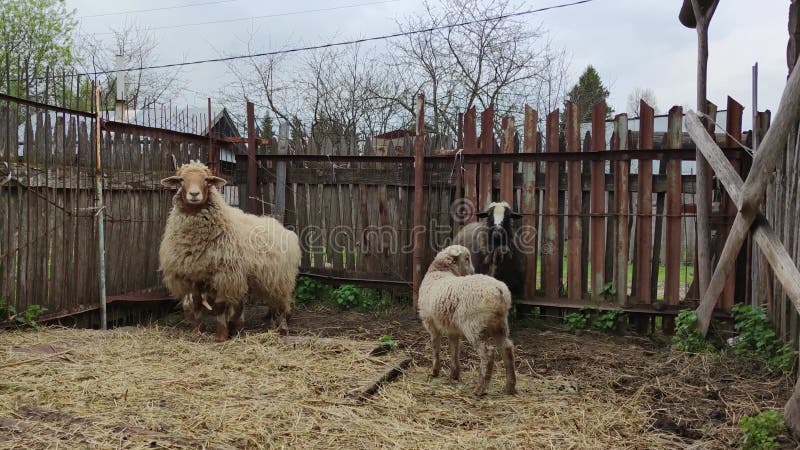 Two Sheep, a Ram and a Lamb Walk in the Barn and Get Scared, 4k Stock ...