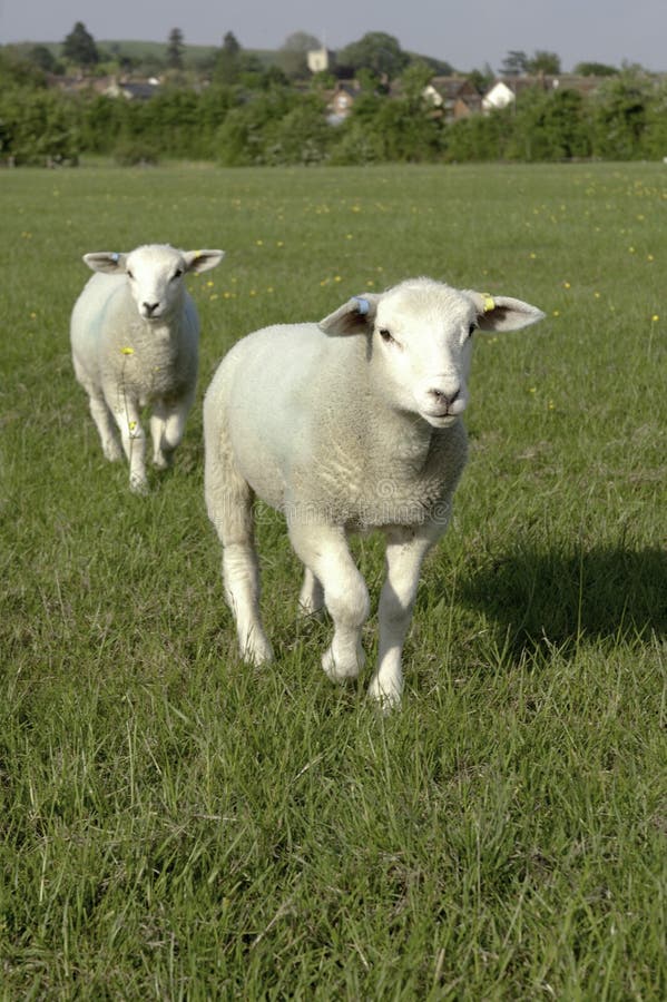 Two Sheep stock photo. Image of lambs, running, agriculture - 31471996
