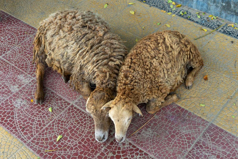 Two Sheep Sleeping on the Sidewalk, Top View Stock Photo - Image of ...