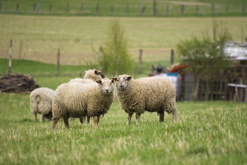 Two sheep stock image. Image of cute, fleece, europe - 40642863
