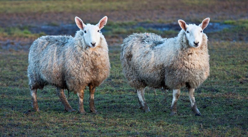 Sheep skin stock image. Image of pelt, detail, skin, coat - 3281739