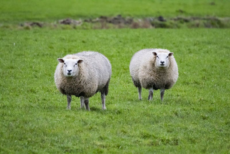 Two sheep staring stock image. Image of sheep, herd - 233603635