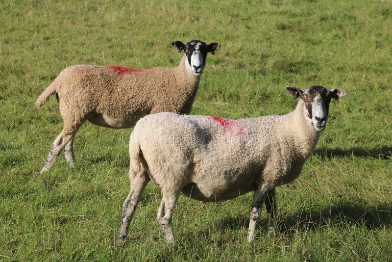 Two sheep stood in field stock image. Image of looking - 227588363