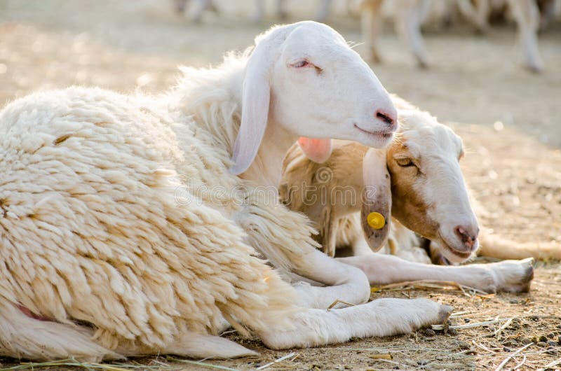 Two sheep stock image. Image of baby, field, animals - 38755225