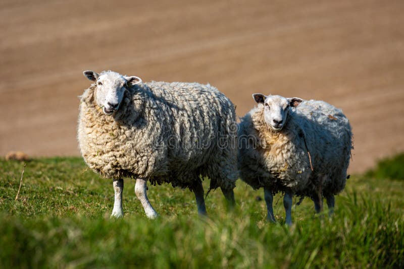 Two Sheep stock image. Image of focus, close, nature - 180651113