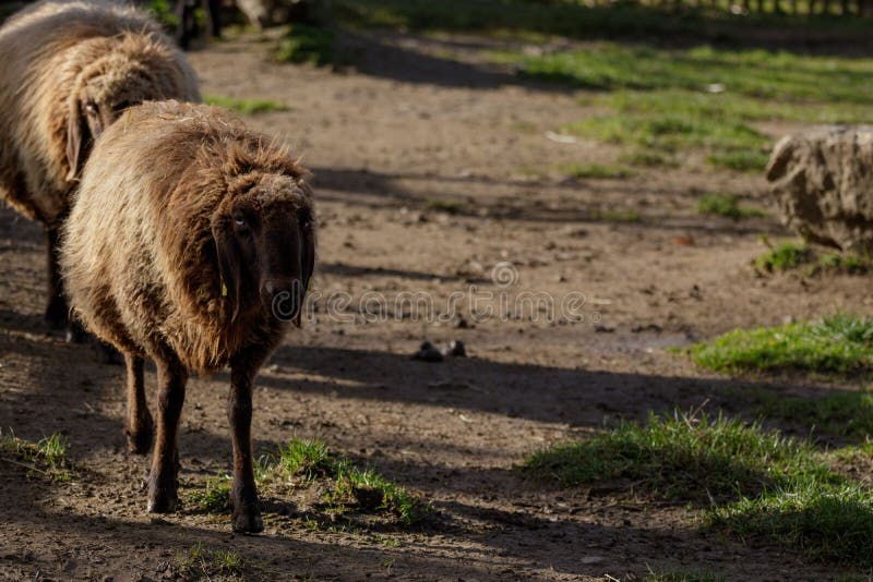 Two Sheep Walking on the Meadows Stock Image - Image of summer, mammal ...