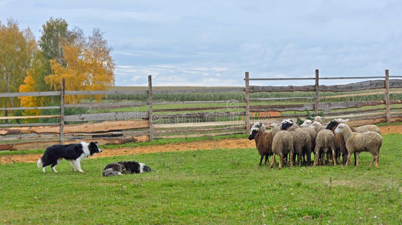 Two Sheepdogs working stock photo. Image of black, grass - 104390706