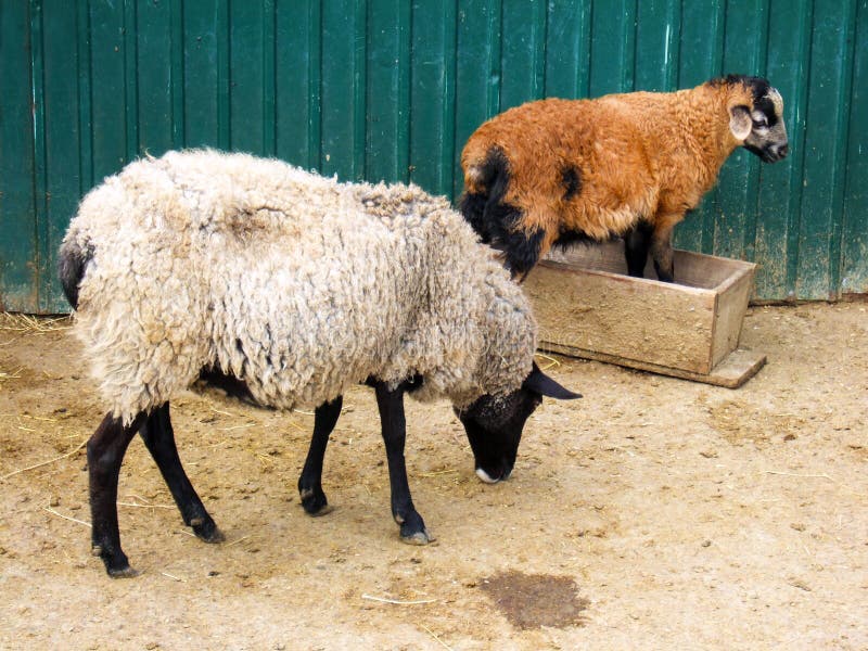 Two Sheeps on Farm Backyard Stock Photo - Image of farm, sand: 99356528