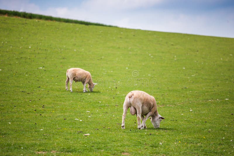 Two Sheeps, Green Grass and Blue Sky Stock Image - Image of food ...