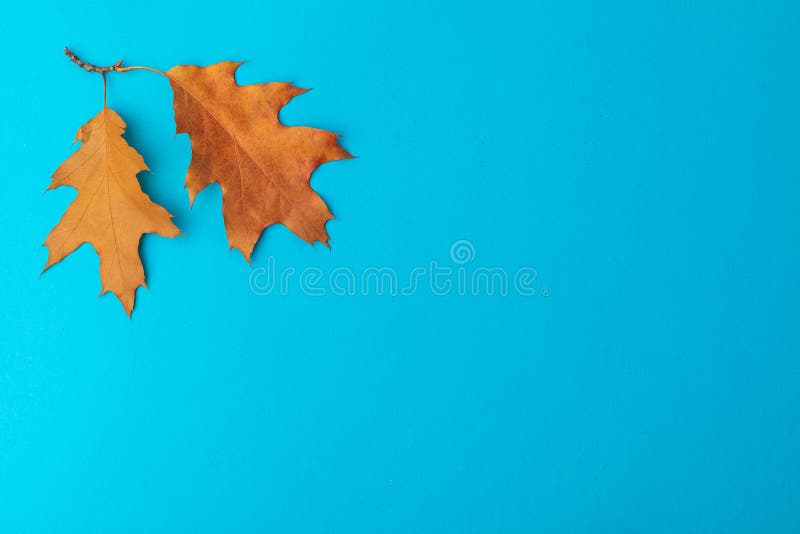 Two Sheets of Red Oak with a Twig on a Blue Paper Background. Autumn ...