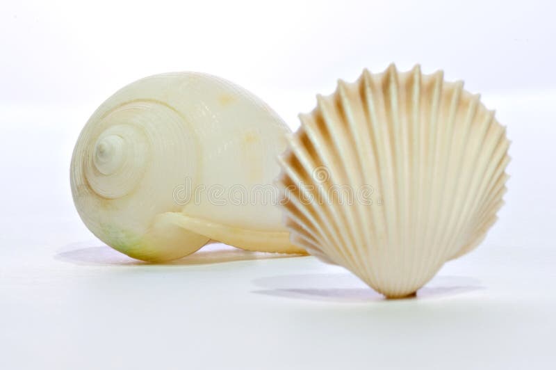 Two shell 02 stock photo. Image of shell, water, objects - 14514476