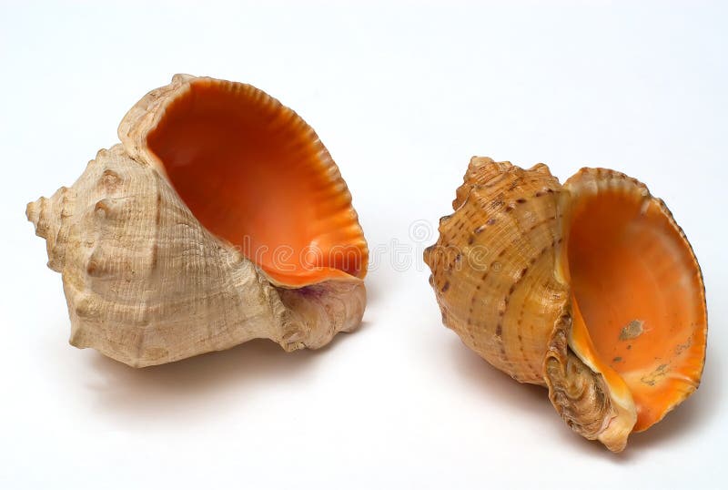 Shell stock image. Image of fosil, ocean, sealife, closeup - 71685