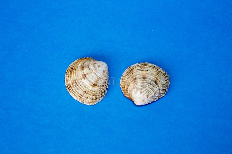 Two Shell on the Blue Background Stock Photo - Image of ocean, animal ...