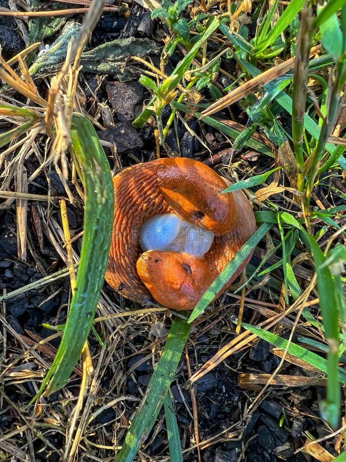 Two Shellless Snails Close Together and Connected by Mucus Stock Photo ...