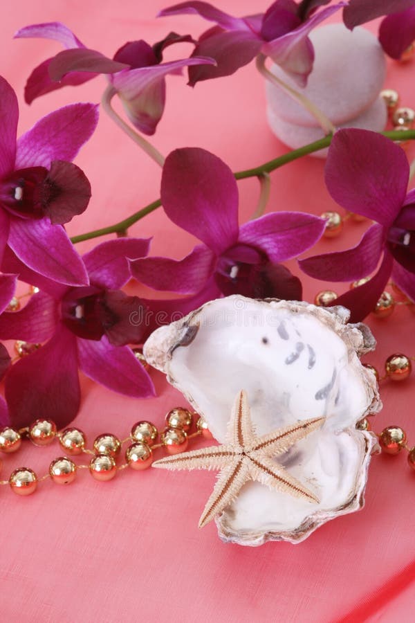 Two Sea Shells Picture. Image: 933666