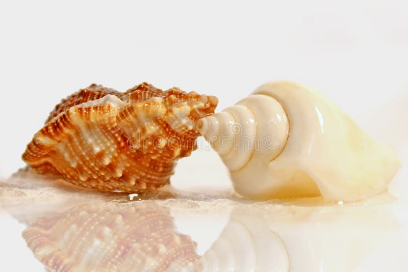 Two shells stock image. Image of shells, bright, life - 3975307