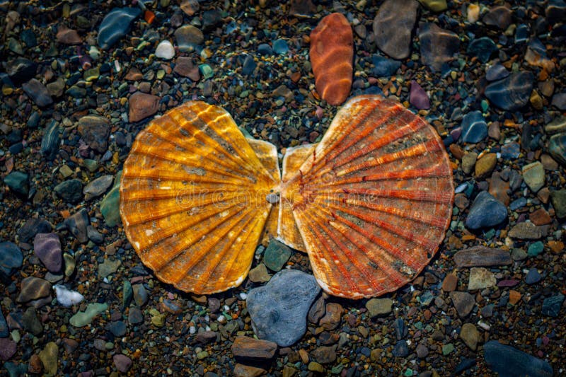 Two Shells Arranged Like a Butterfly Underwater with Highlights on a ...