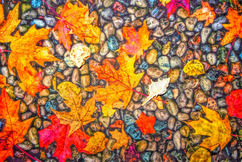 Two Shells on the Background of Autumn Leaves Stock Image - Image of ...