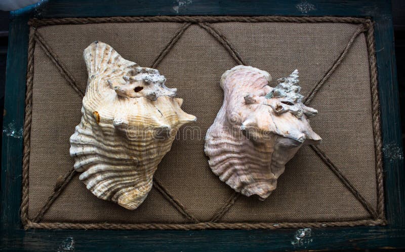 Bigshells Stock Photos - Free & Royalty-Free Stock Photos from Dreamstime