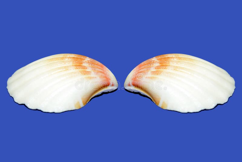 Background from shell stock photo. Image of background - 111242186