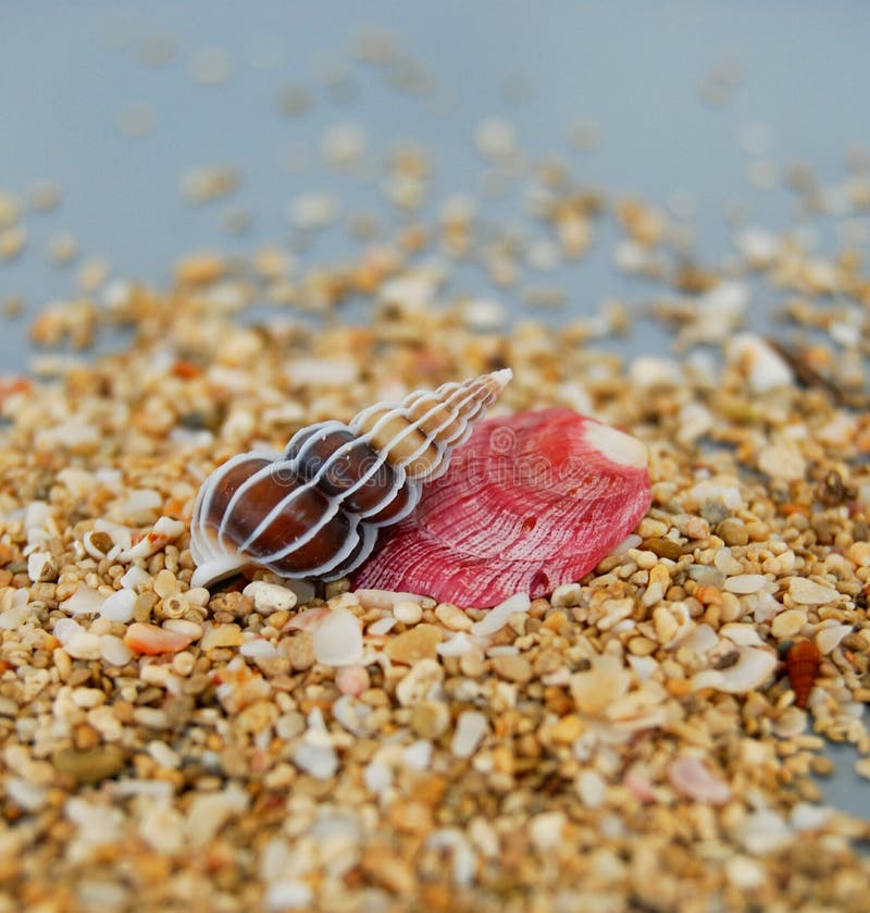 Two Shells Brown and Pink on Light Brown Gravel Stock Photo - Image of ...