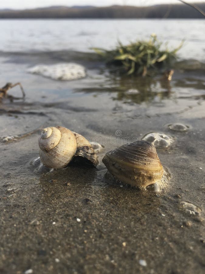 Shells Chilling on Riverside Stock Image - Image of riverside ...
