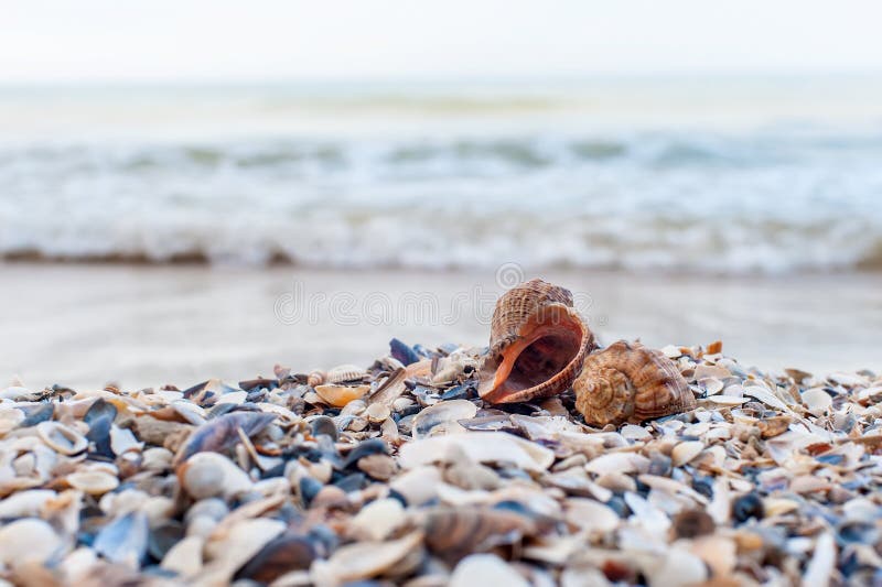Two shells close-up stock photo. Image of beach, seashore - 80227008
