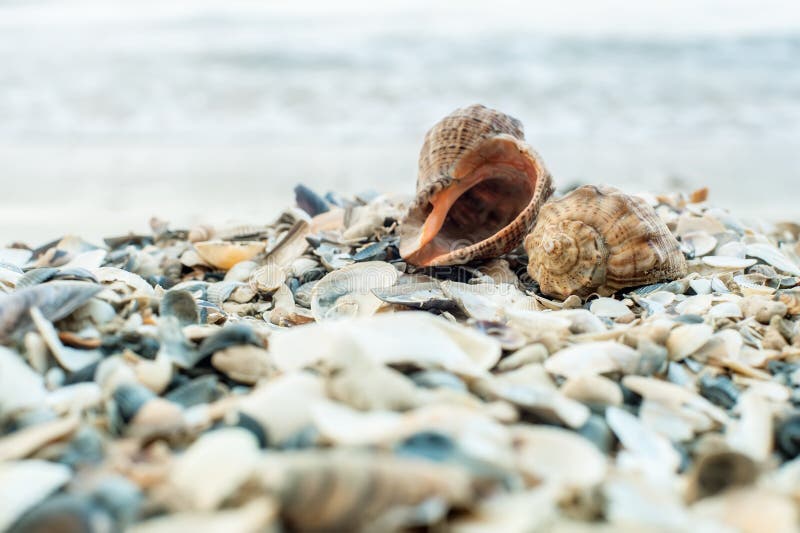 Two shells close-up stock image. Image of seashell, beautiful - 82039435