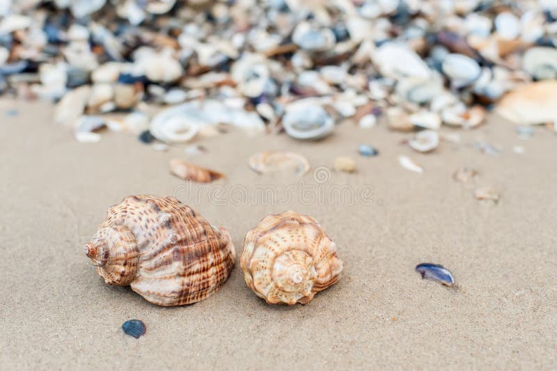 Two shells close-up stock photo. Image of close, seascape - 80228450