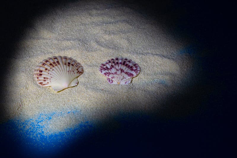 Two Shells Illuminated on the Beach in the Dark, Creative Summer ...