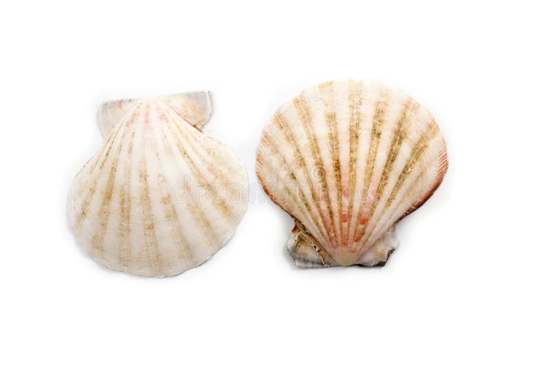 Shells trio stock image. Image of beach, textures, objects - 118619