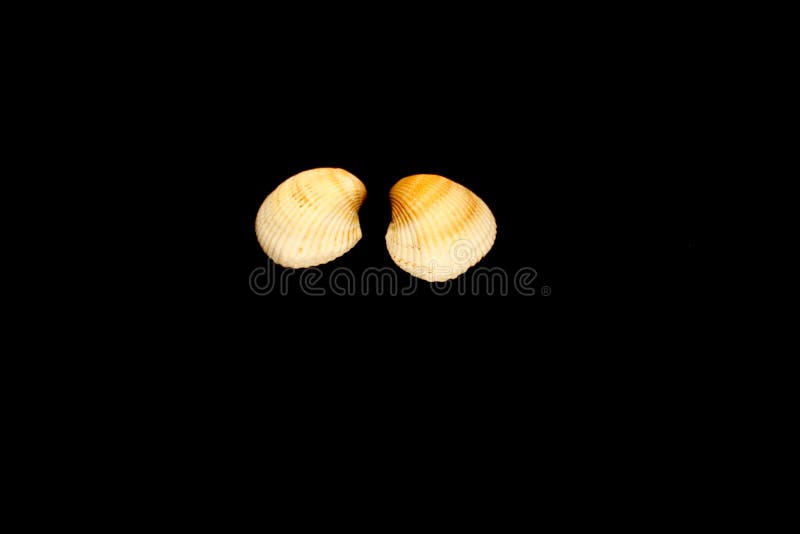 Two Shells Isolated on Black Close-up Stock Photo - Image of brown ...