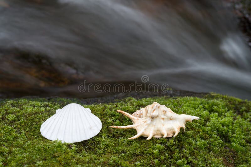 Shells on a moss stock image. Image of water, clams - 276013605